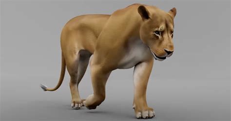 Tutorial Setting Up Walking Lion Animation In Maya