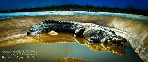Giant Crocodile Lolong