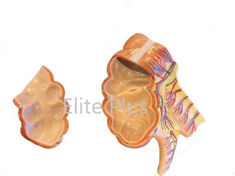 Zx 1434p Caecum And Appendix Enlarged At Rs 4700 Shivane Pune Id
