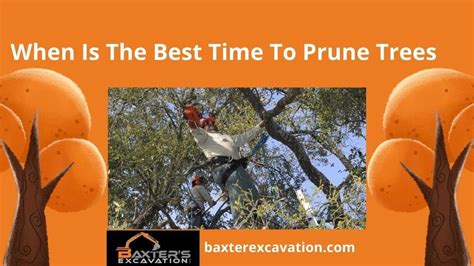 When Is The Best Time To Prune Trees