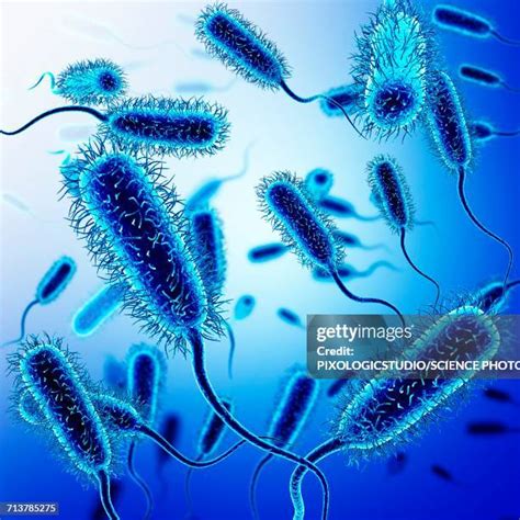 536 E Coli Bacteria High Res Illustrations Getty Images