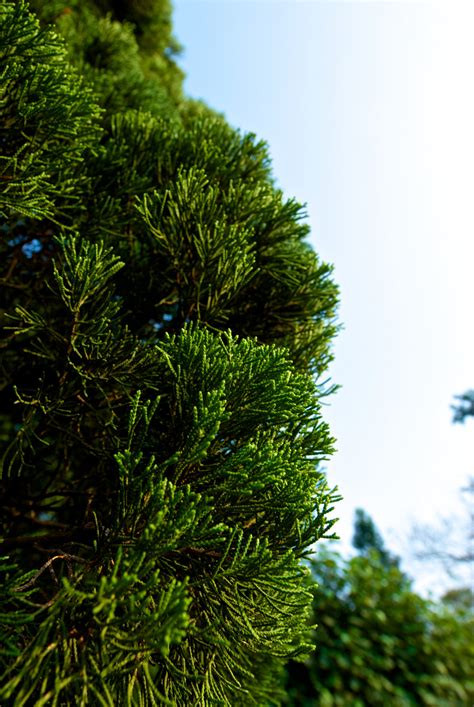 图片素材 性质 森林 草 科 厂 天空 绿色 常绿 植物学 蓝色 冷杉 圣诞树 针叶树 树木 云杉 灌木