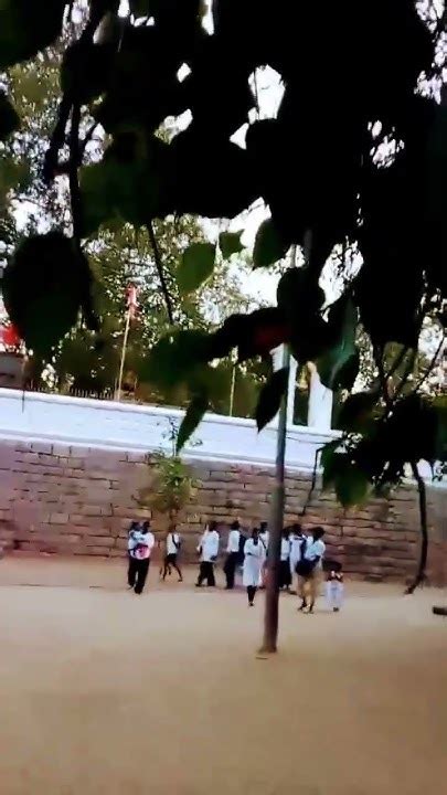 බෝ පත් සිසිලෙන් ගත සිත නිවෙන උතුම් විජශ්‍රී ජයශ්‍රී මහා බෝධි රාජයාණන් වහන්සේ🙇‍♀️🙏 Youtube