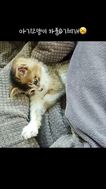 아기고양이 하품and기지개🥱 Youtube