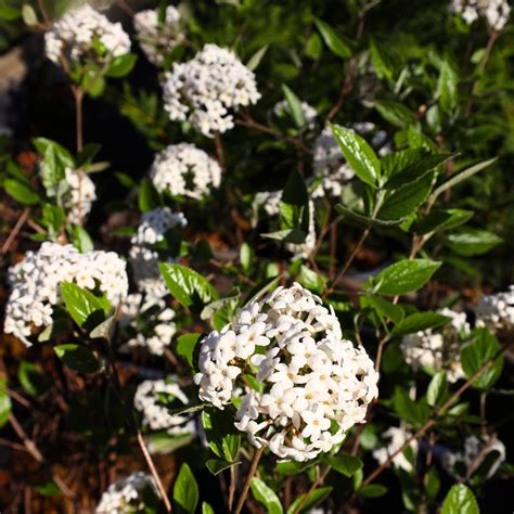 Mohawk Viburnum For Sale Garden Goods Direct