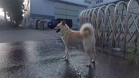 공장 진돗개 L 폭염에 산책 중 만난 물 바다 위에서 떠날 생각을 안 한다 L웃기긴 한데 한편으론 정말 웃프다 L 더운 여름에 털 옷을 입고 지내는 친구들의 슬픔 L 물 위