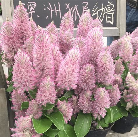 花卉新星澳洲狐尾蠢萌的幼兽网友调侃又要剁手了 时候