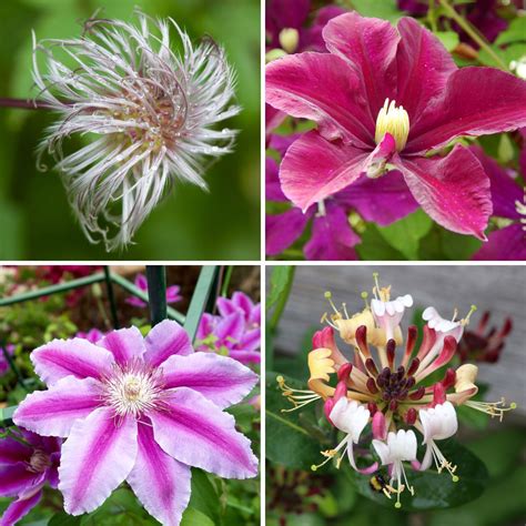Clematis Pruning Groups Which One Does Your Plant Belong To Gardensall