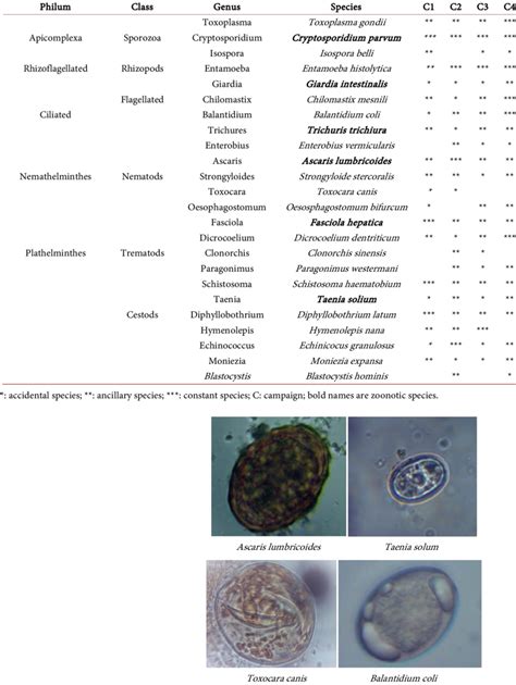 List Of Parasite Species Identified With Their Frequency Of Appearance