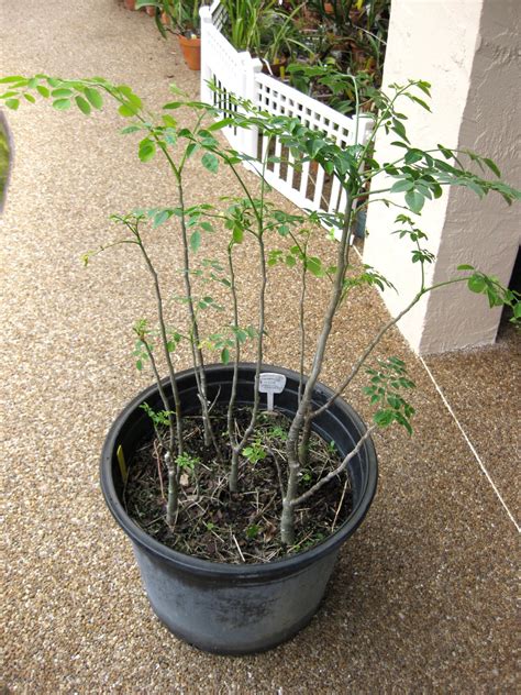 Herbsvedha Murungai Botanical Name Moringa Oleifera
