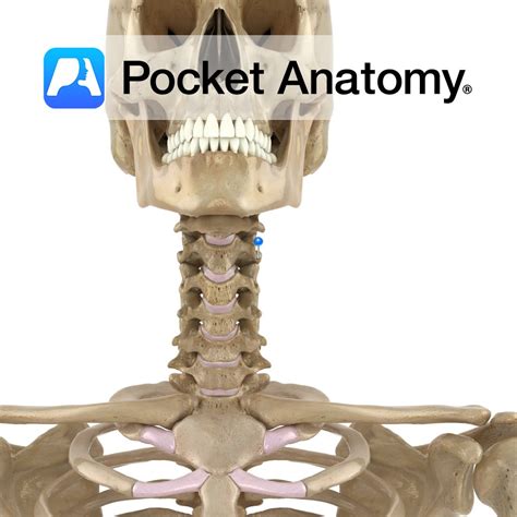 Infraglenoid Tubercle Of Scapula