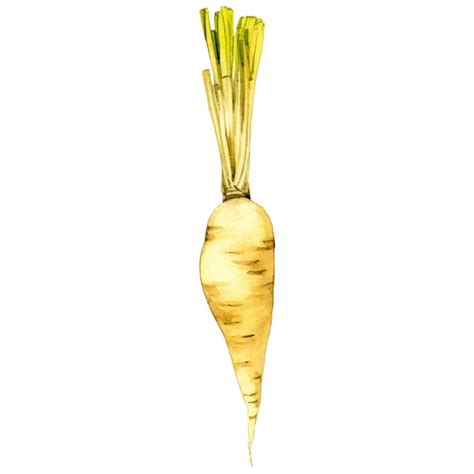 Premium Vector Watercolor Painted Parsnip Hand Drawn Fresh Food