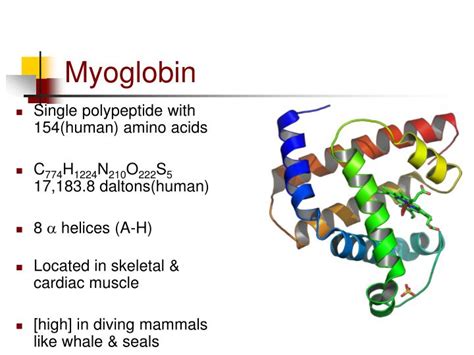 Ppt Myoglobin And Hemoglobin Powerpoint Presentation Id 2019714