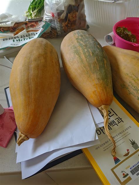 호박 종류 알수 있을까요 Dvdprime