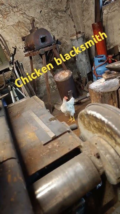 Need All The Help I Can Get Chicken Blacksmith Youtube