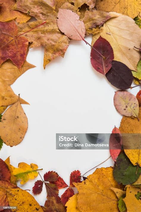 단풍의 형태로 프레임이있는 빈 종이 다른 색상의 잎 텍스트 공간 0명에 대한 스톡 사진 및 기타 이미지 0명 가을 계절 Istock