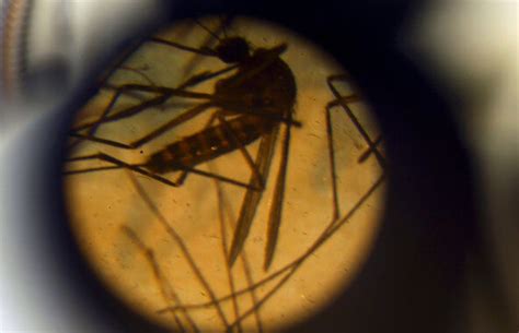 Symptoms You Shouldnt Ignore If Youve Been Bitten By A Mosquito Mozquit