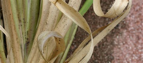Pampas Grass Environment Canterbury