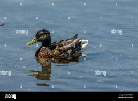 The Mallard Or Wild Duck Anas Platyrhynchos Is A Dabbling Duck That Breeds Throughout The
