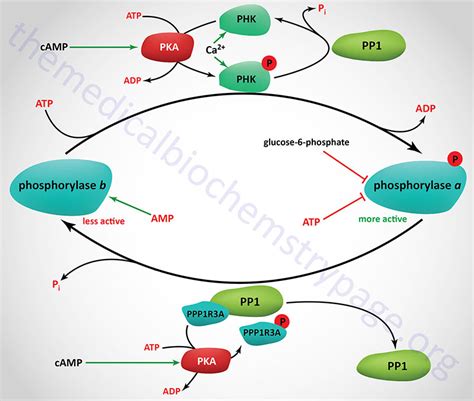 Glycogen Metabolism The Medical Biochemistry Page