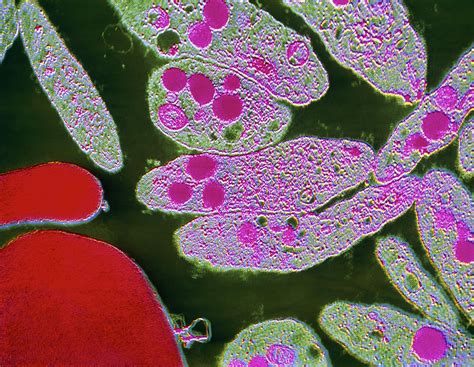 Fcol Tem Of Unactivated Blood Platelets Photograph By Cnriscience