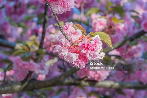 Closeup View Of A Heavily Bloomed Cherry Tree Pink Petals With White