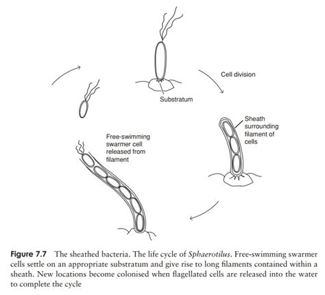 Sheathed Proteobacteria