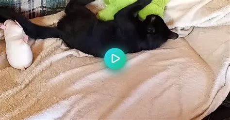 Frog Murder Album On Imgur