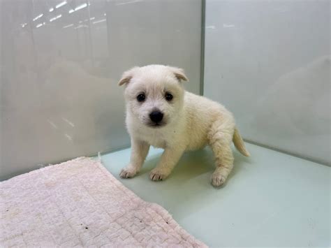 진도믹스 곤 아메리칸숏헤어특징 아메리칸컬특징 아비시니안특징 엑조틱특징 터키시앙고라특징 페르시안특징 하이랜드폴드특징 애완견특징 반려견특징 강아지분양가격 소형견분양가격 중형견