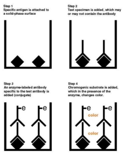 Immunology Immunodiagnostics Flashcards Quizlet
