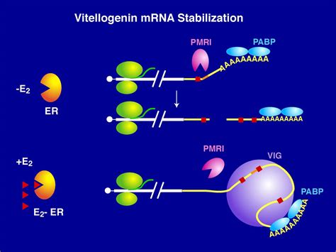 Rna Binding Protein