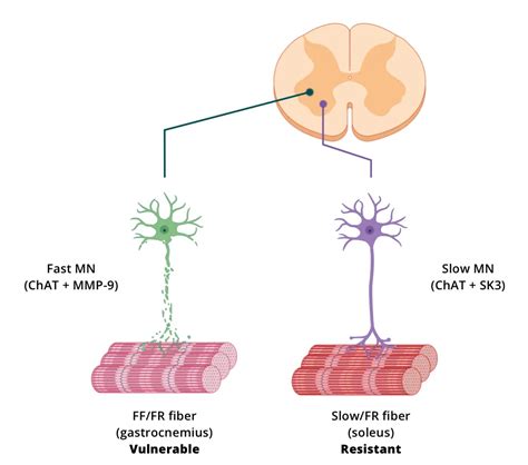 Als Mouse Models And Spinal Motor Neurons