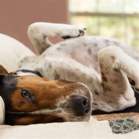 4 Facts About Treeing Walker Coonhounds Greenfield Puppies