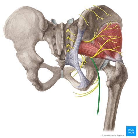 Superior Gluteal Nerve Entrapment Inferior Gluteal Nerve Entrapment