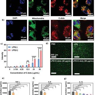Structure Of MLV A LUV B And SUV C MLV Multilamellar Download Scientific Diagram