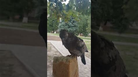 ти не ти коли голодний Youtube