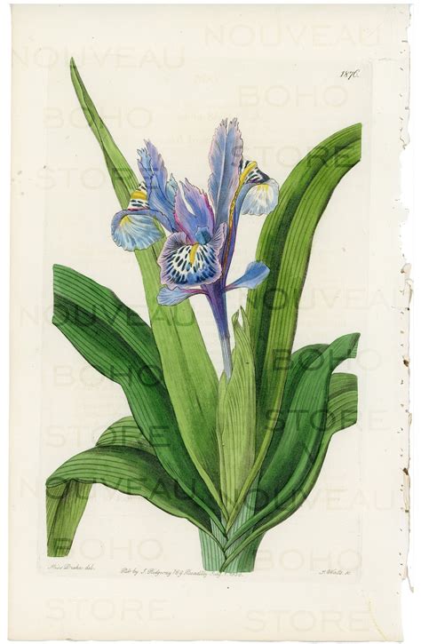 1836 Original Edwards Hand Colored Iris Engraving Plate 1876 Guaranteed Antique Print Etsy
