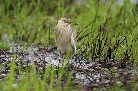 ジャワアカガシラサギ検討種 2023 12 25 日本の野鳥識別図鑑