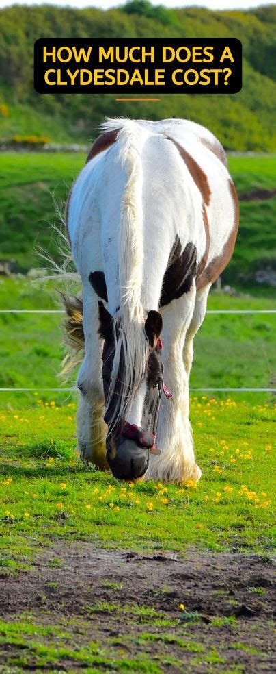 How Much Does A Clydesdale Cost Artofit