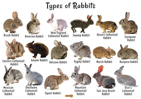 Rabbit Breeds Rabbit Facts