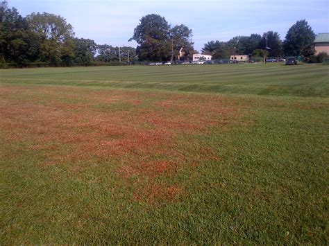 Cleaning Up Severe Crabgrass Infestations Center For Turfgrass Science