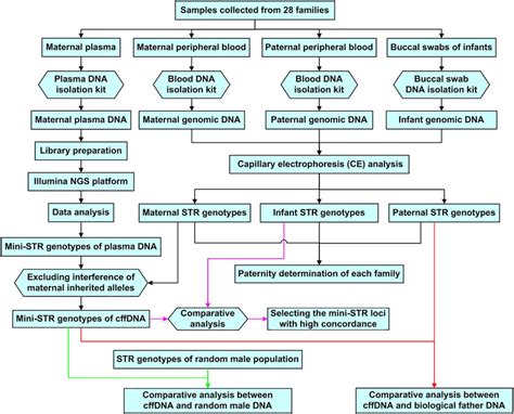 Flow Chart For Experimental Procedures And Data Analysis Download Scientific Diagram