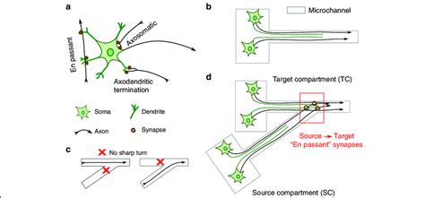 Device Concept A A Schematic Illustrating Three Types Of Synapses Download Scientific Diagram
