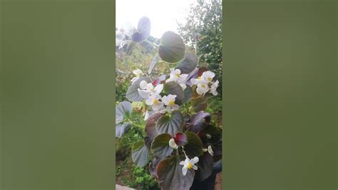 ლეოს ყვავილები 💐 Youtube