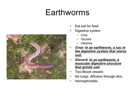 Segmented Worms