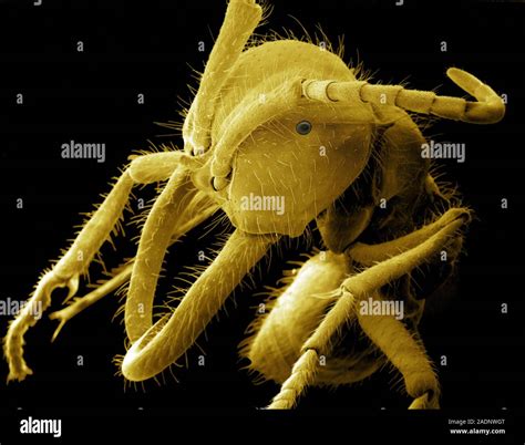 Army Ant Coloured Scanning Electron Micrograph Sem Of An Eciton Sp