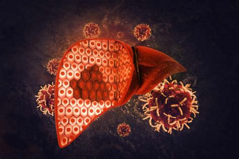 Facts About Hepatocyte Culture That No One Tells You The