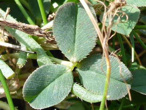 Photographs Of Trifolium Fraerum Uk Wildflowers Trifoliate Leaf