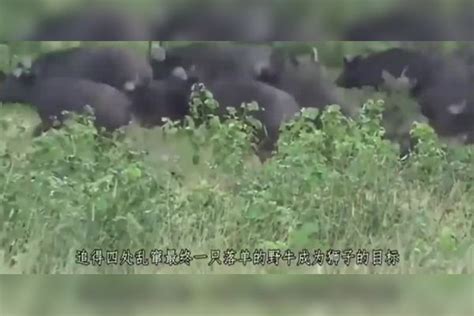 野牛被困浅滩，狮子以为可以报餐一顿，怎料冲出一头大象浅滩狮子野牛