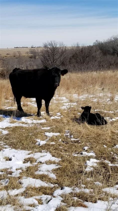 Cow Calving Stages What To Expect When Your Cows Expecting Boots